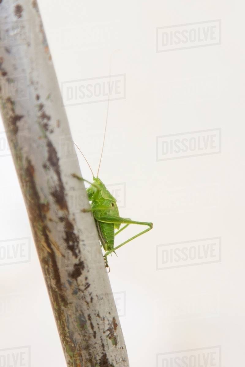 Side view of green cricket on a stem - Stock Photo - Dissolve