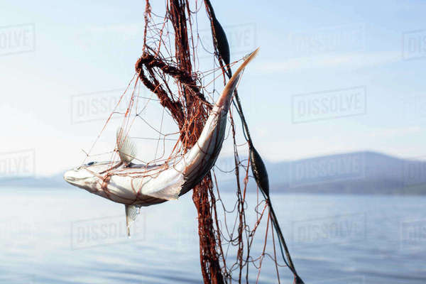 Fish entangled in fishing net - Royalty-free Stock Photo | Dissolve