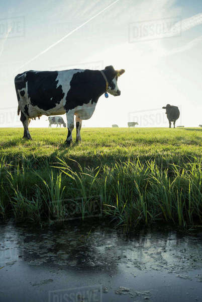 Cow standing by ditch, other cows on pasture in background, Wyns ...