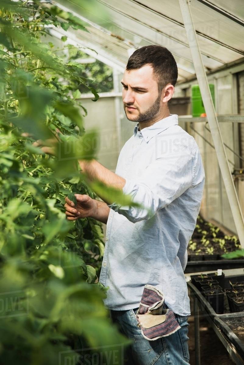 Gardener working in greenhouse - Stock Photo - Dissolve