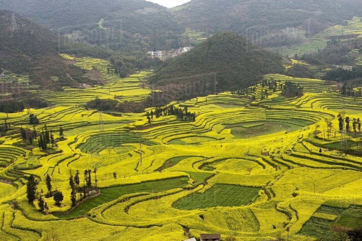 Field terraces of blooming oil seed rape plants, Luoping,Yunnan, China ...