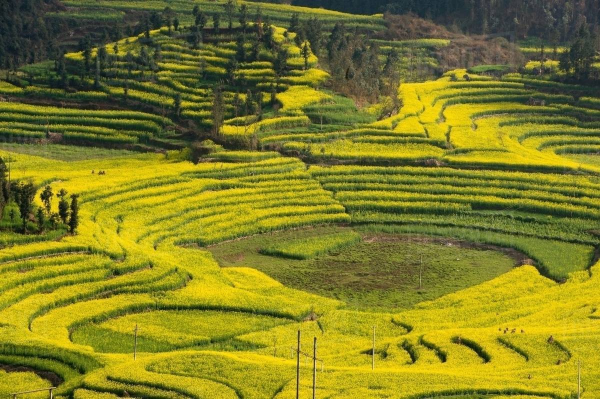 View of yellow field terraces with blooming oil seed rape plants ...