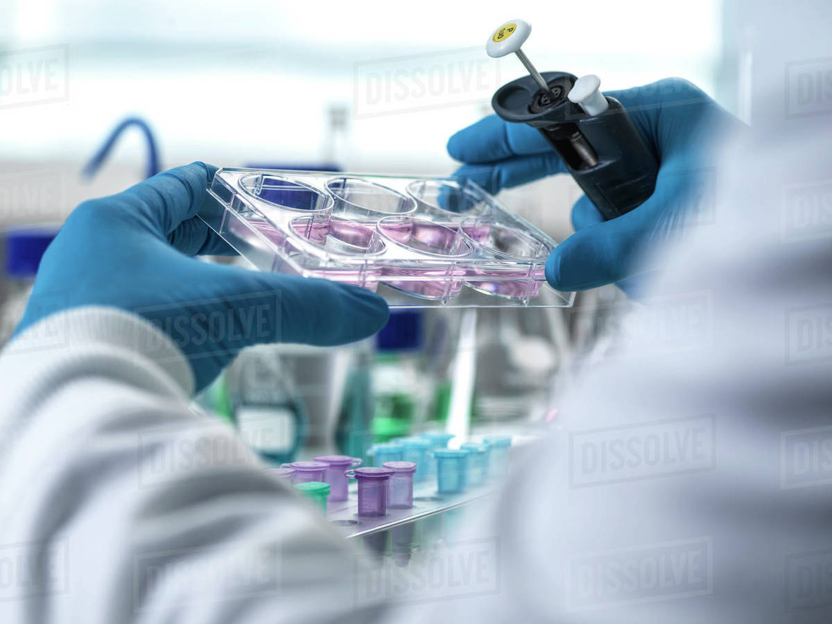 Scientist pipetting liquid into a cell culture plate. - Royalty-free ...