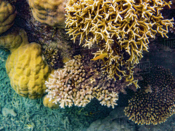An underwater photograph showcasing a vibrant coral reef with various ...