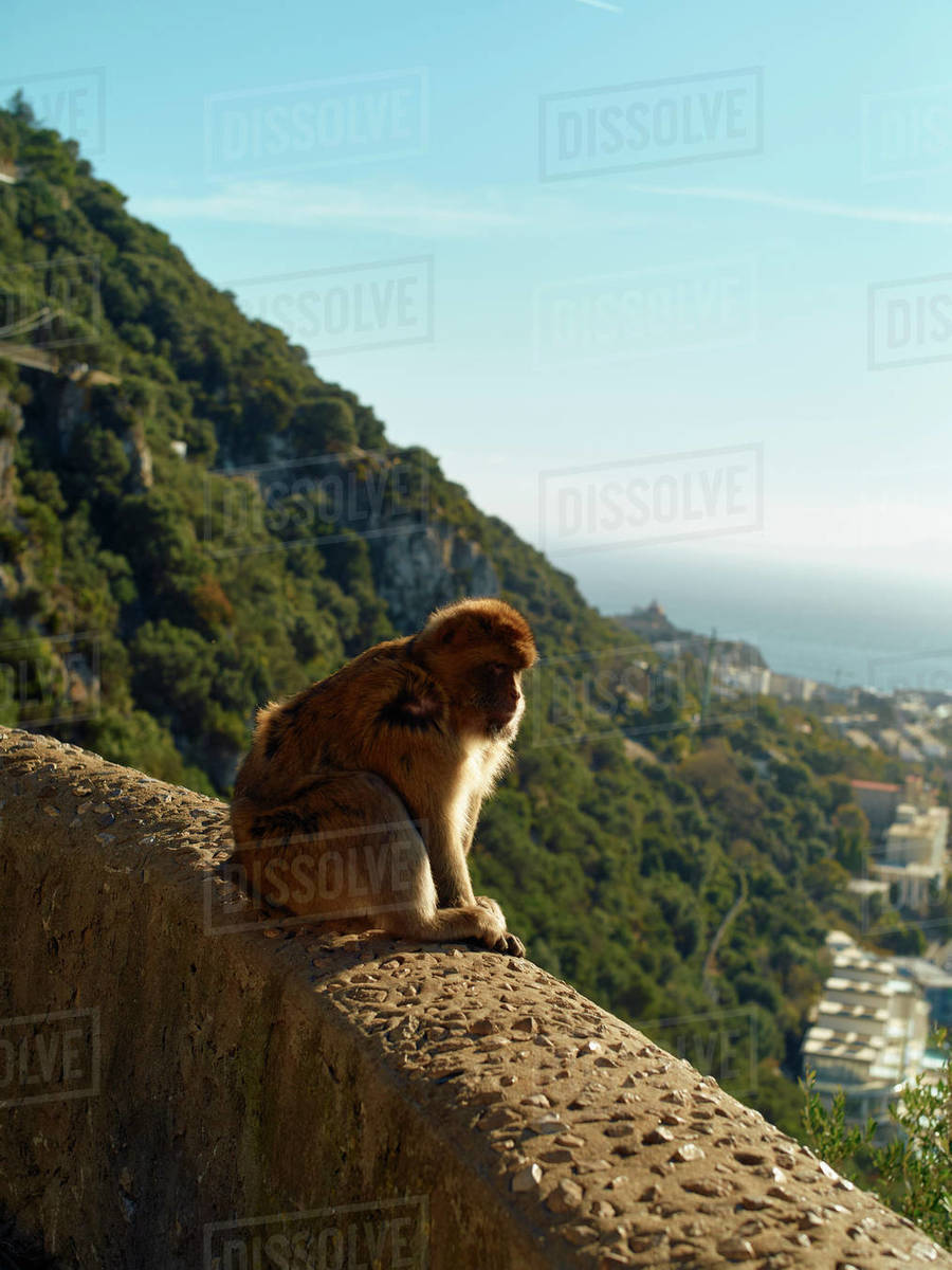 A monkey sitting on a stone wall overlooking a coastal cityscape under ...