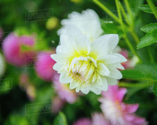 Pristine white dahlia flower with yellow center in full bloom ...