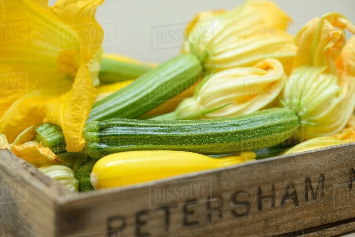 Courgettes with flowers, close-up - Royalty-free Stock Photo | Dissolve