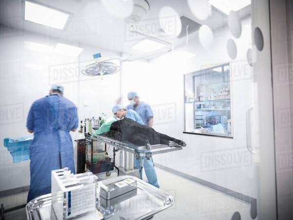 Vets wearing surgical scrubs in veterinary operating theatre, with dog ...