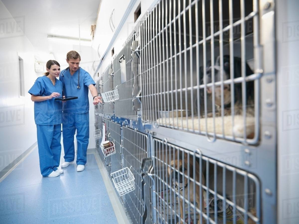 Veterinary nurses looking at animals in cages in veterinary practice ...