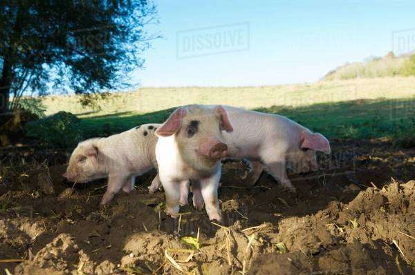 Pigs rooting in dirt field - Royalty-free Stock Photo | Dissolve