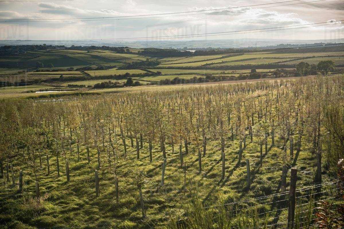 Young trees growing in field at surface coal mine restoration - Stock ...
