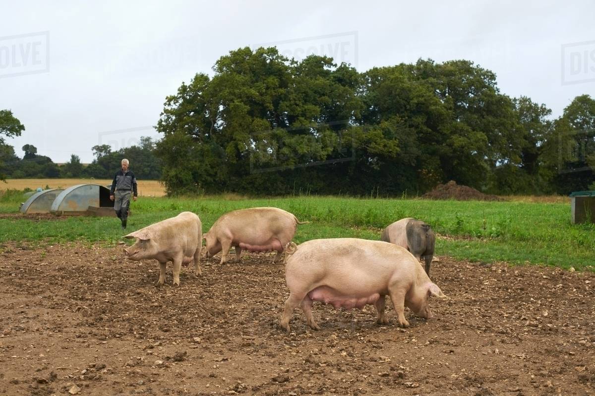 Pigs rooting in dirt field - Royalty-free Stock Photo | Dissolve