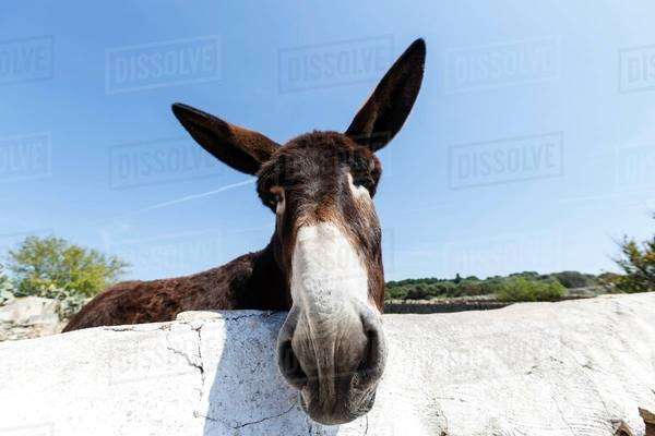 Portrait of curious donkey, Menorca, Spain - Royalty-free Stock Photo ...