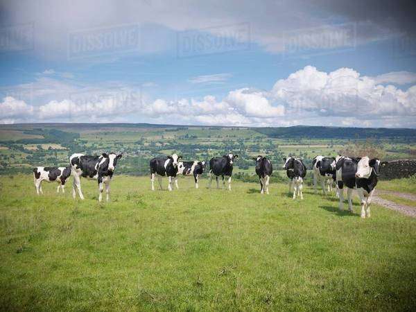 Cows in field - Stock Photo - Dissolve