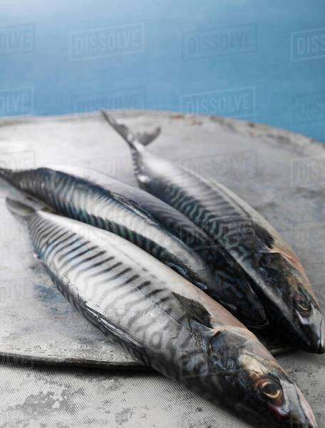 Freshly caught mackerel fish - Royalty-free Stock Photo | Dissolve