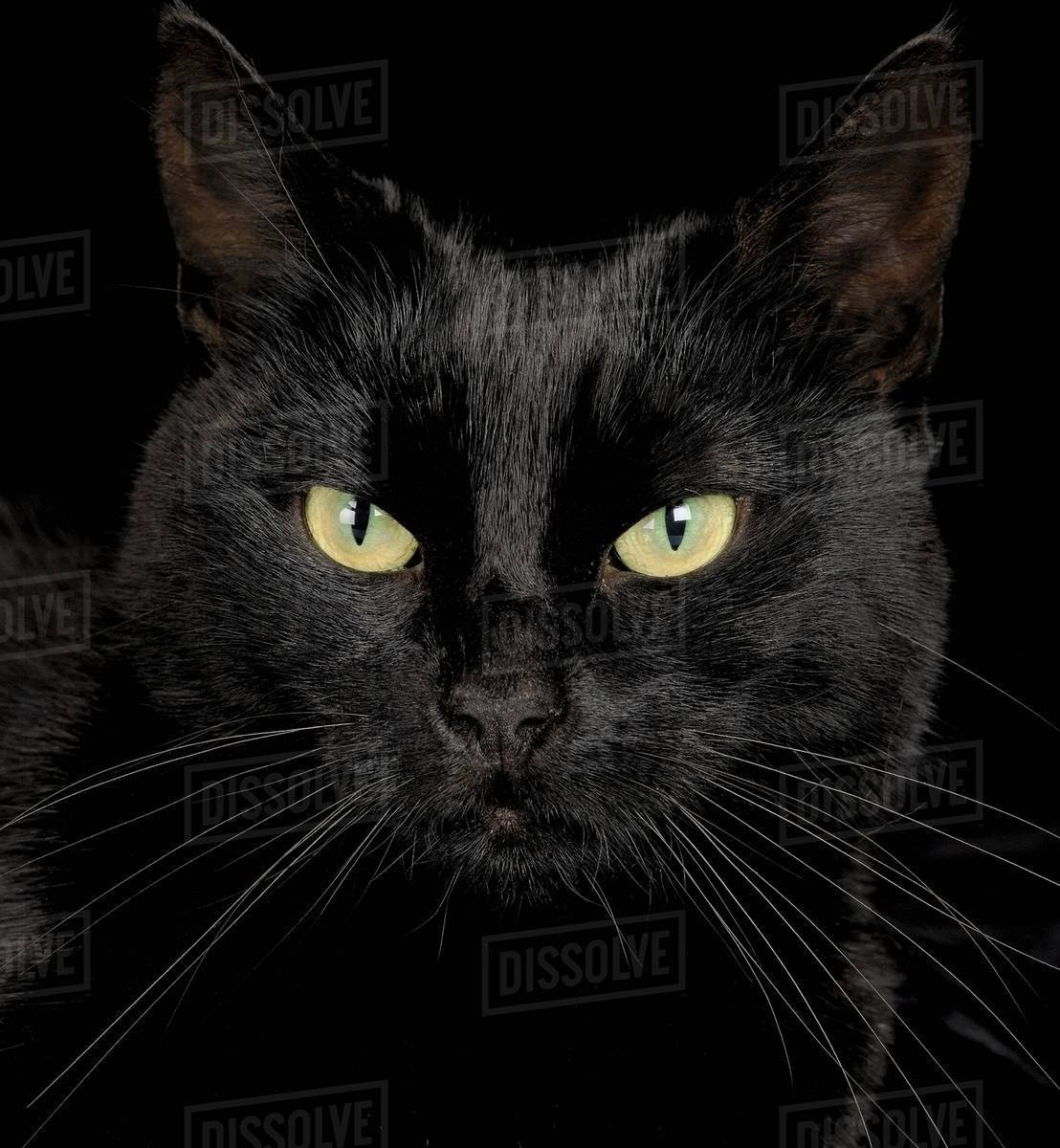 Black cat - Royalty-free Stock Photo | Dissolve