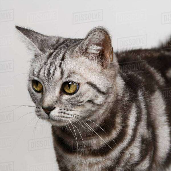 Silver tabby - Royalty-free Stock Photo | Dissolve