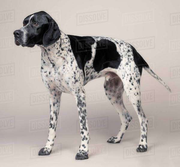 English Pointer - Royalty-free Stock Photo | Dissolve
