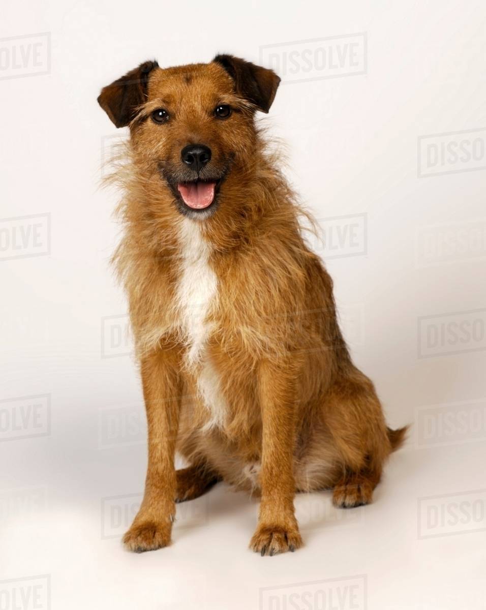 Happy mongrel - Royalty-free Stock Photo | Dissolve