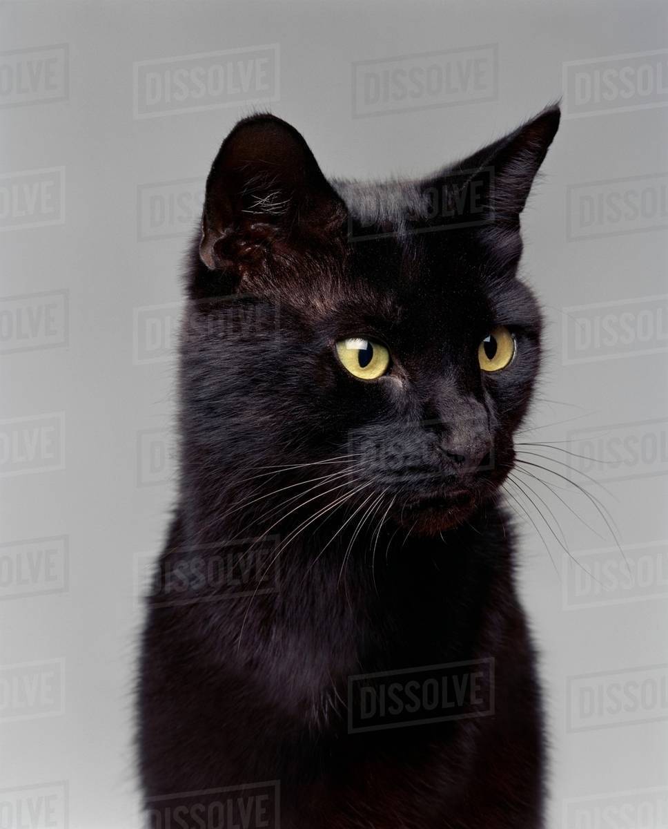 Black cat looking away - Stock Photo - Dissolve