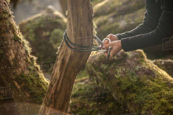 Woman attaching carabiner and rope to tree trunk - Stock Photo - Dissolve