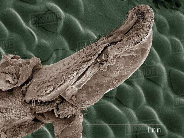 Coloured SEM of American cockroach mouthparts - Royalty-free Stock ...