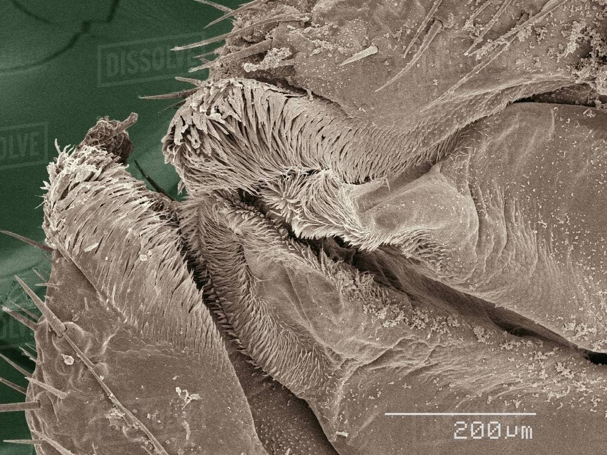 Coloured SEM of American cockroach mouthparts - Stock Photo - Dissolve
