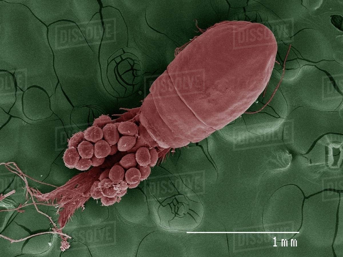 Coloured SEM of cyclops, overhead view - Royalty-free Stock Photo ...