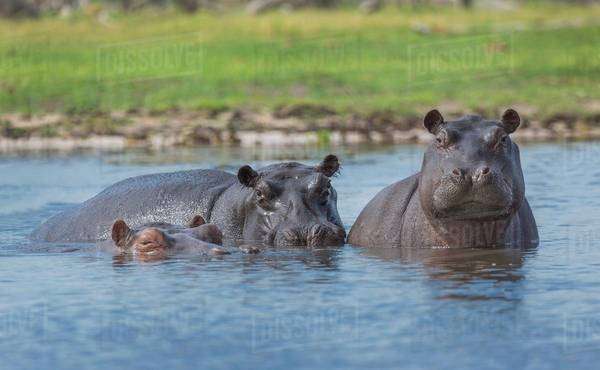 Hippos (Hippopotamus amphibius) - Royalty-free Stock Photo | Dissolve
