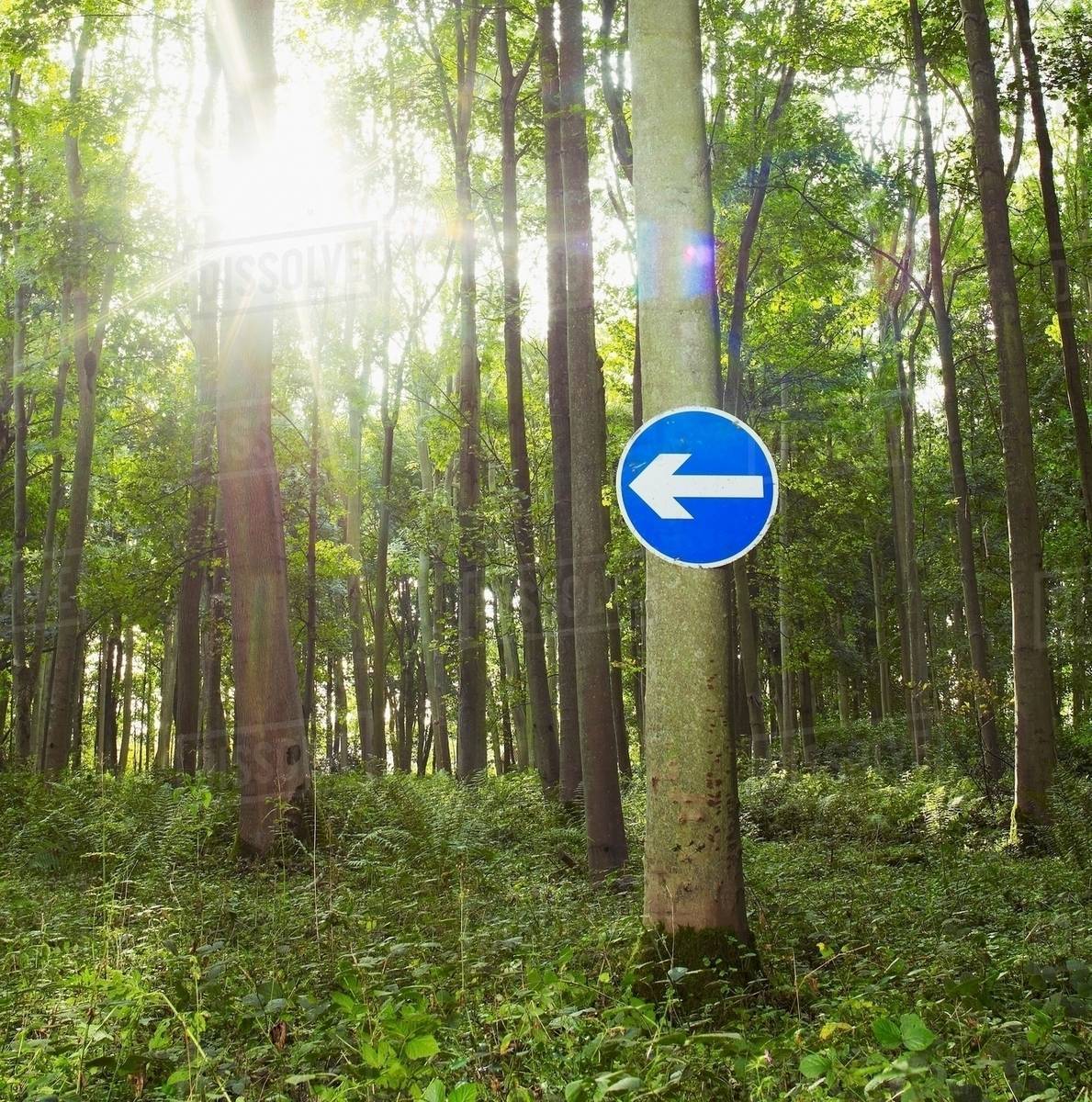 Arrow road sign on tree - Royalty-free Stock Photo | Dissolve