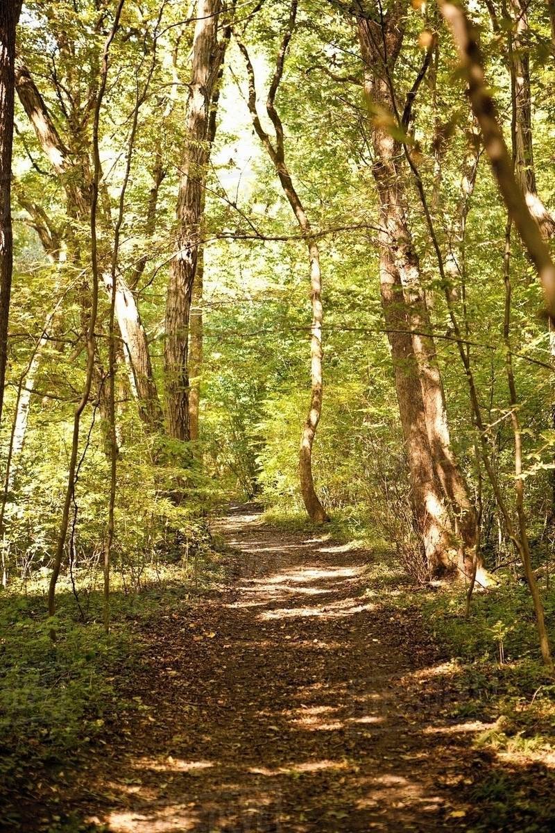 Walkway through forest - Stock Photo - Dissolve