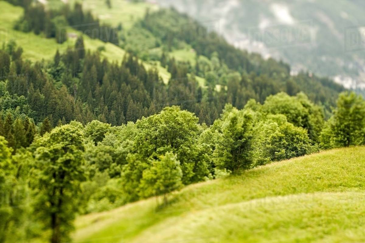 Aerial view of trees on hillside - Stock Photo - Dissolve
