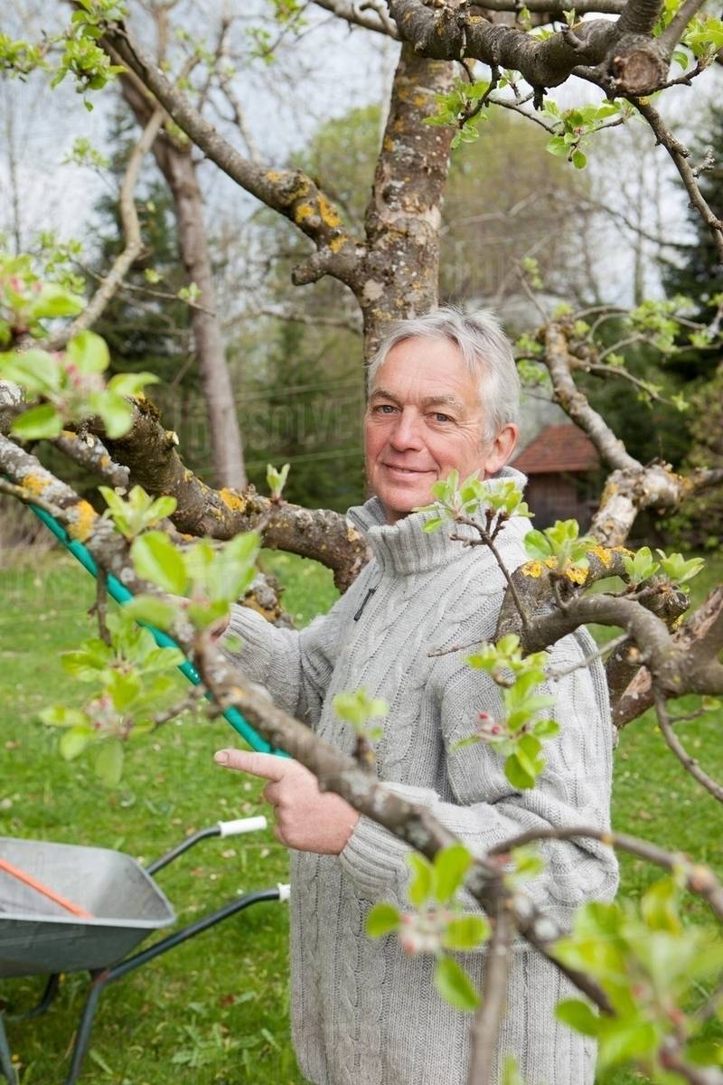 Older man trimming tree in backyard - Stock Photo - Dissolve