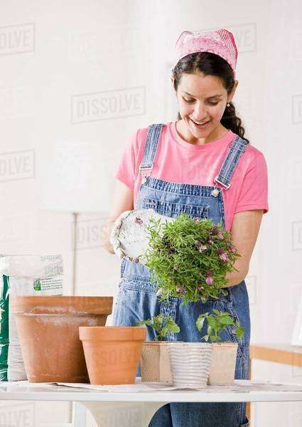 Woman depotting plants at home - Stock Photo - Dissolve