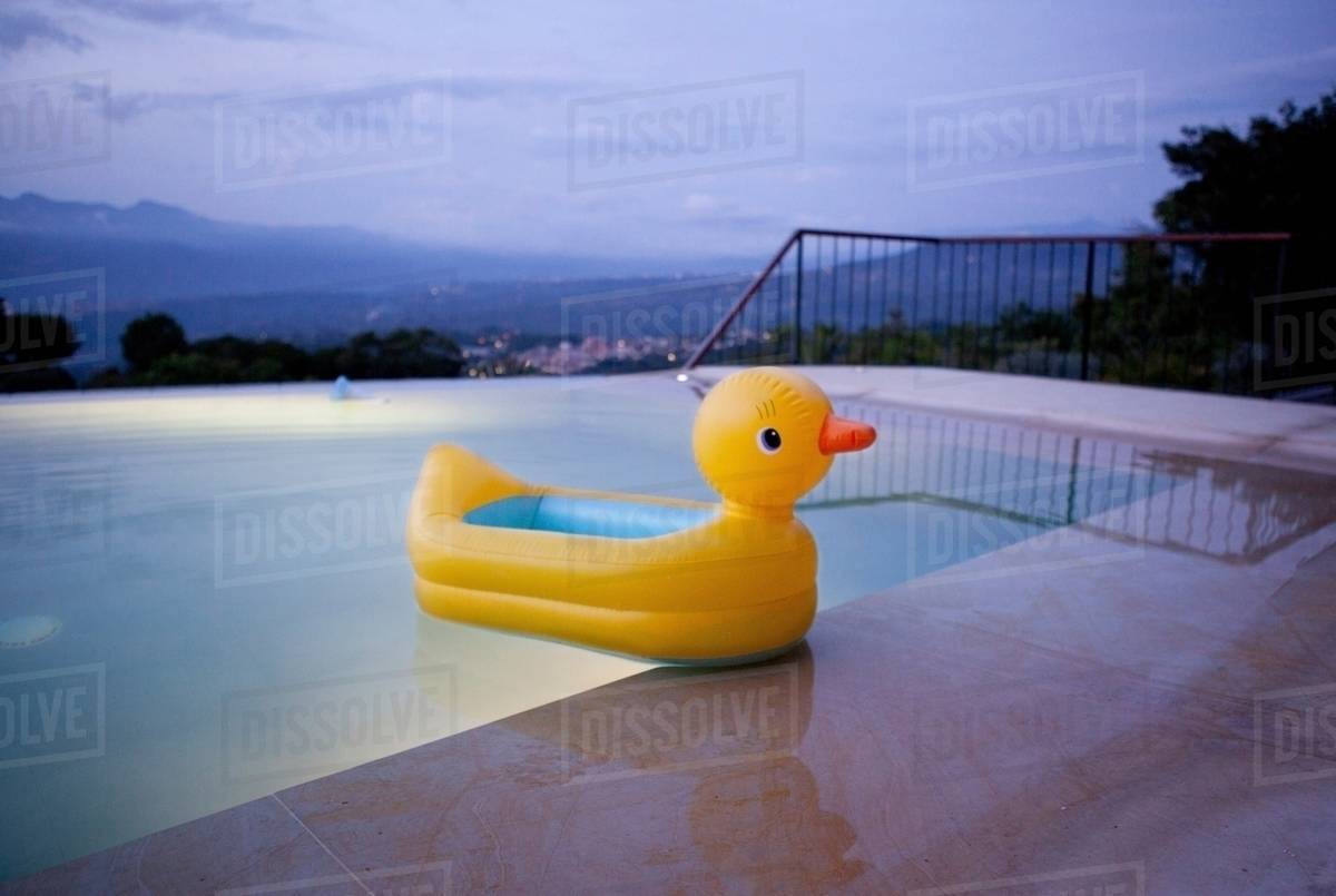 Duck floating in still swimming pool - Royalty-free Stock Photo | Dissolve