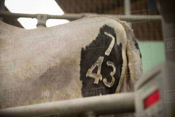 Detail of cow's rump with number on it in dairy fram - Stock Photo ...