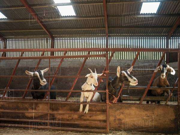 Four goats looking sideways in farm barn - Stock Photo - Dissolve