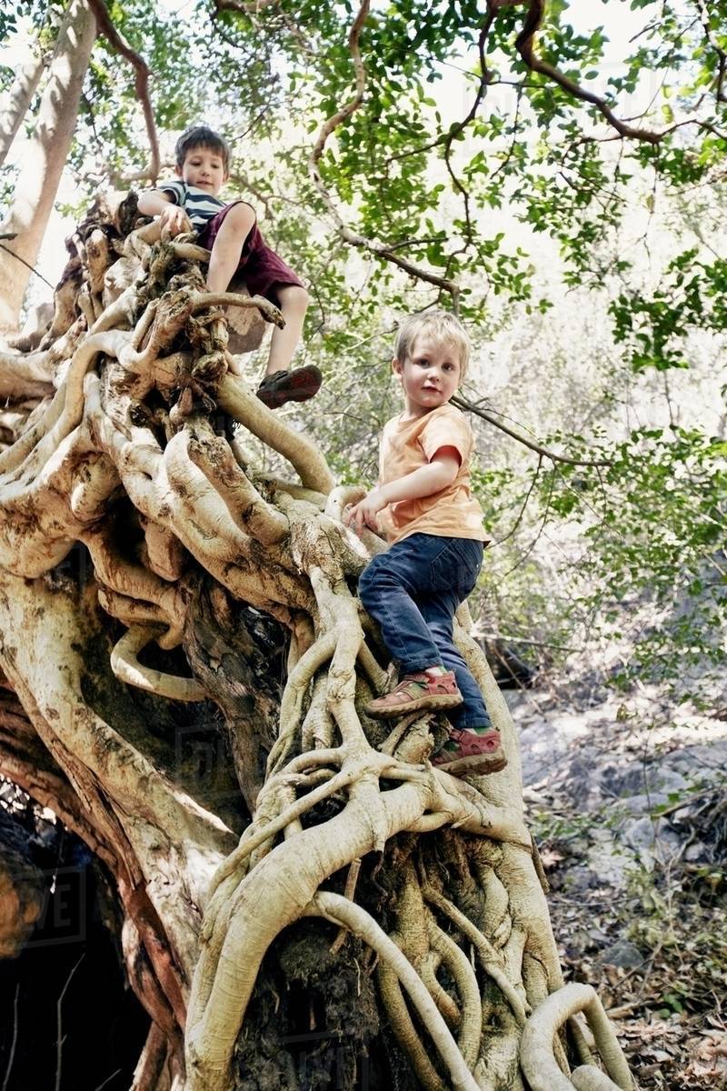 Children climbing tree together - Stock Photo - Dissolve
