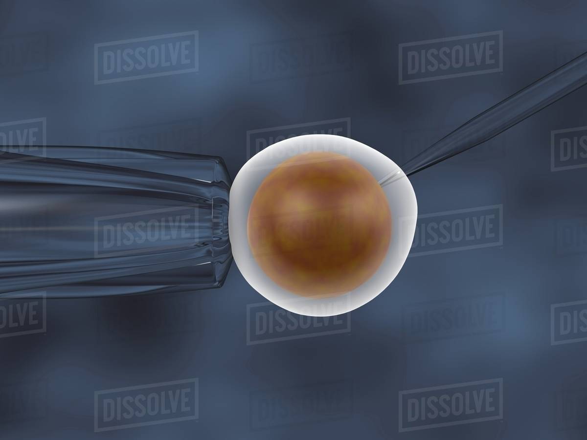 In vitro fertilization. 3D illustration of an in vitro cloning assay ...