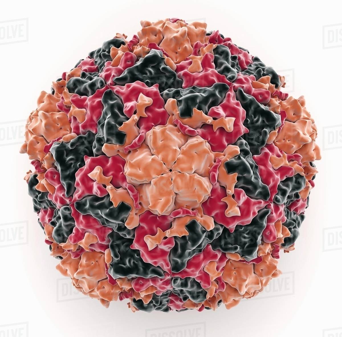 Human rhinovirus virion - Royalty-free Stock Photo | Dissolve