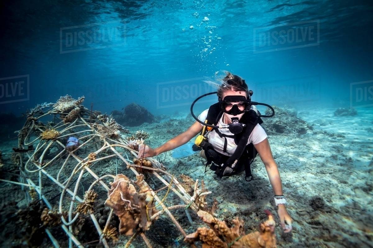 Underwater view of female diver fixing a seacrete on seabed ...