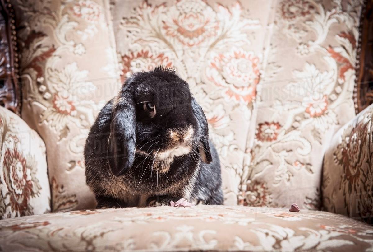 Portrait of rabbit sitting on chair - Royalty-free Stock Photo | Dissolve