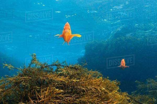 Front view of garabaldi fish over kelp reef, Guadalupe Island, Baja ...