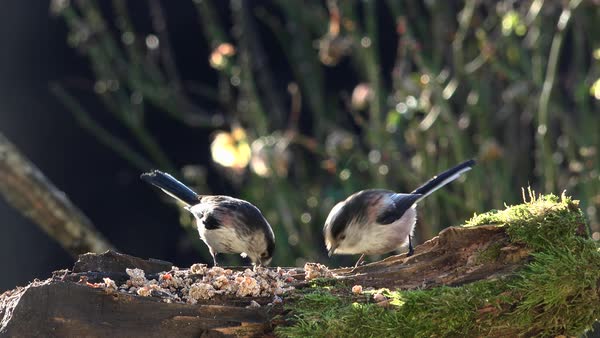 Group of birds eating seeds in a garden - Stock Video Footage - Dissolve