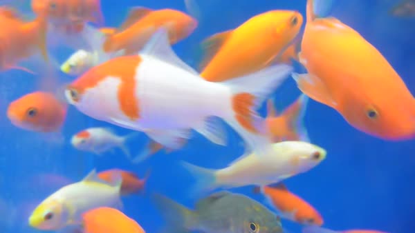 Many goldfish swimming in fish tank together, full blue screen option ...