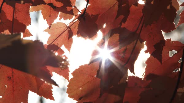 Sun becomes bright as it shines through fall leaves on beautiful fall ...