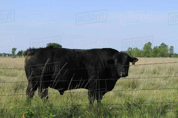 A Black Angus Bull (Bos primigenius Taurus) in a green pasture with ...