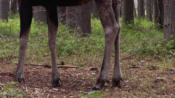 A moose legs standing in a forest. - Stock Video Footage - Dissolve