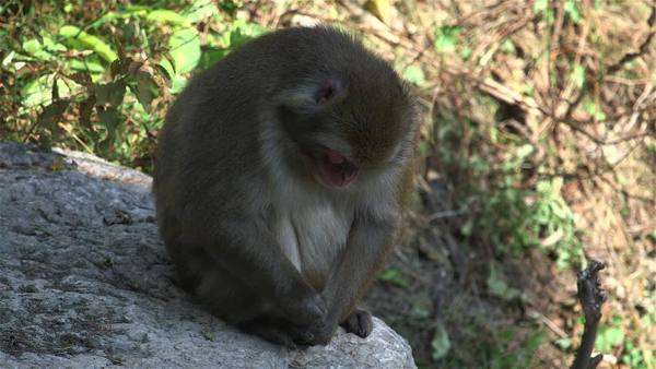 Japanese macaque playing with its toes. - Stock Video Footage - Dissolve
