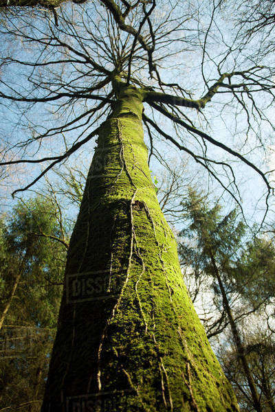 Moss growing on tree - Royalty-free Stock Photo | Dissolve